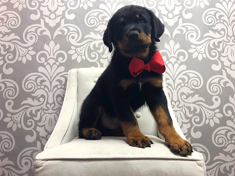 Rottweiler-DOG-Male-Black & Mhgy-2076875-Furry Babies