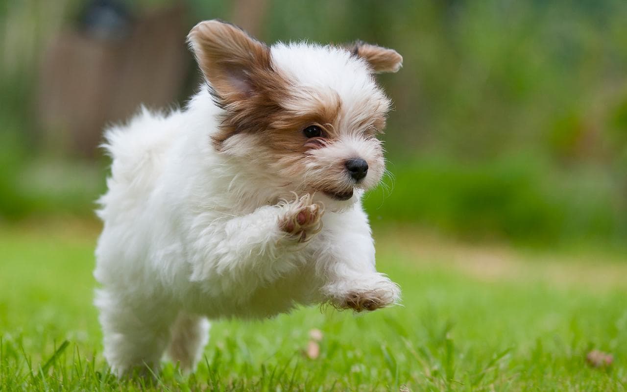 4 Reasons Why You Should Own a Puppy - Furry Babies