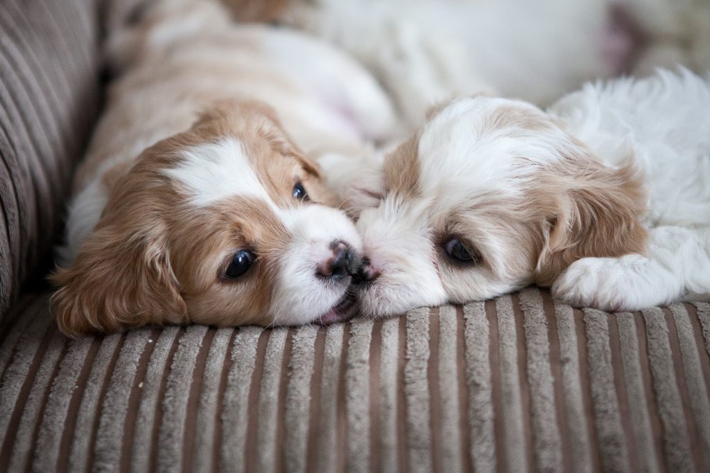 Five of The Silliest Puppies You Could Own - Furry Babies Five of The Silliest Puppies You Could Own - Furry Babies