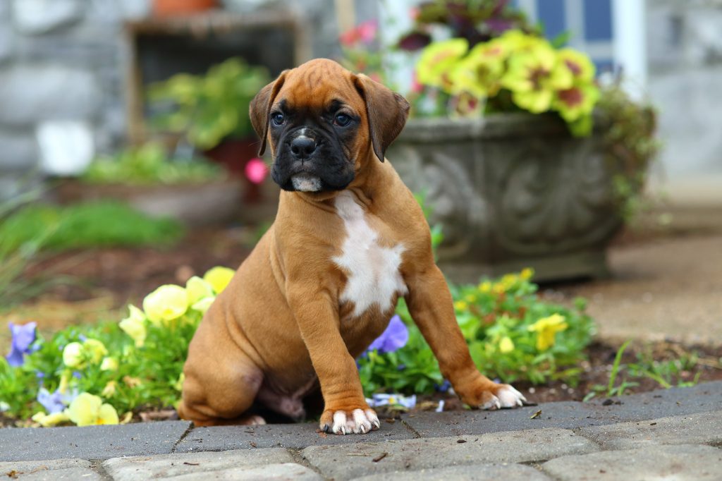 The Different Kind Of Kid Friendly Dog Breeds Furry Babies the-different-kind-of-kid-friendly-dog-breeds-furry-babies