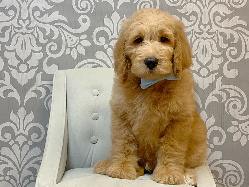 Standard Goldendoodle Red at Bessie Humble blog
