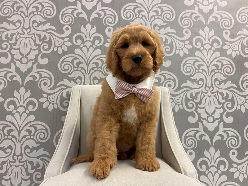 Standard Goldendoodle Red at Bessie Humble blog