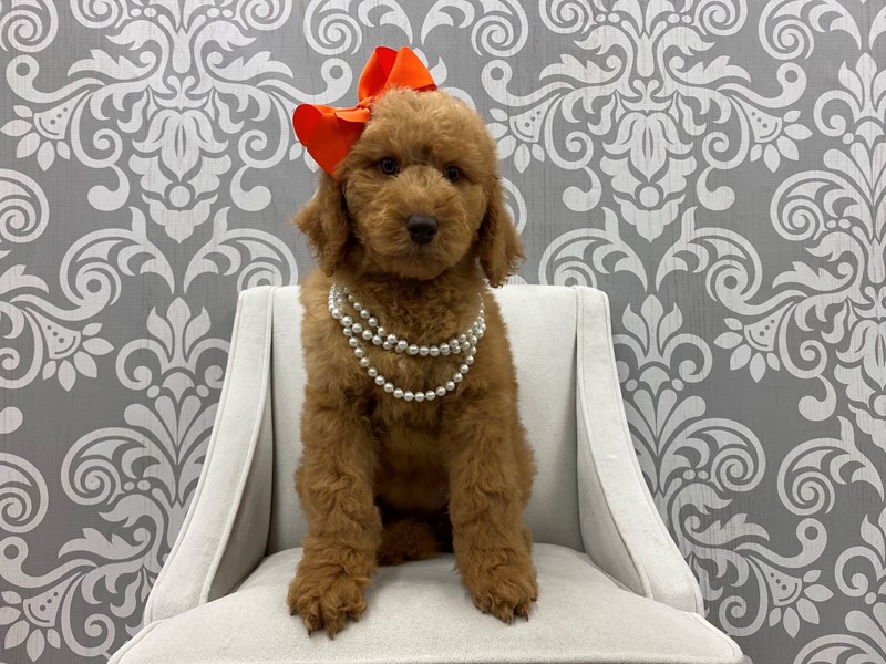 Standard Goldendoodle Red at Bessie Humble blog
